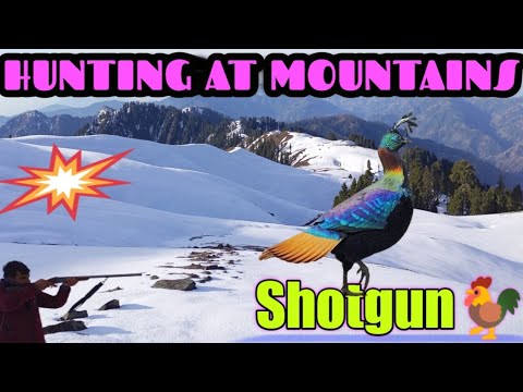 Himalayan monal pheasant hunting 2023 | barafposh paharon par shikar ...