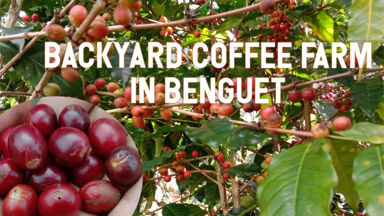 Coffee Cherry Picking | Benguet Coffee Farm | Backyard Coffee | Arabica ...