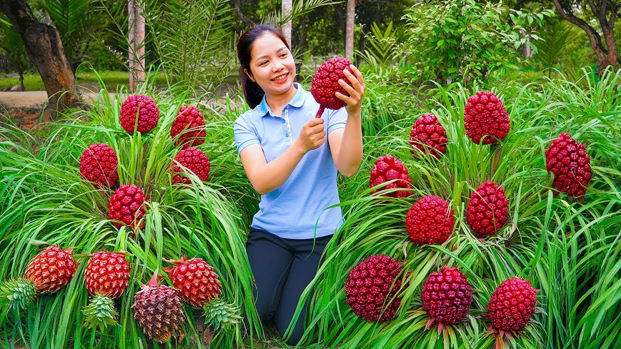 Harvesting GIANT Red Pineapples – Rare Exotic Pineapple Harvest in ...