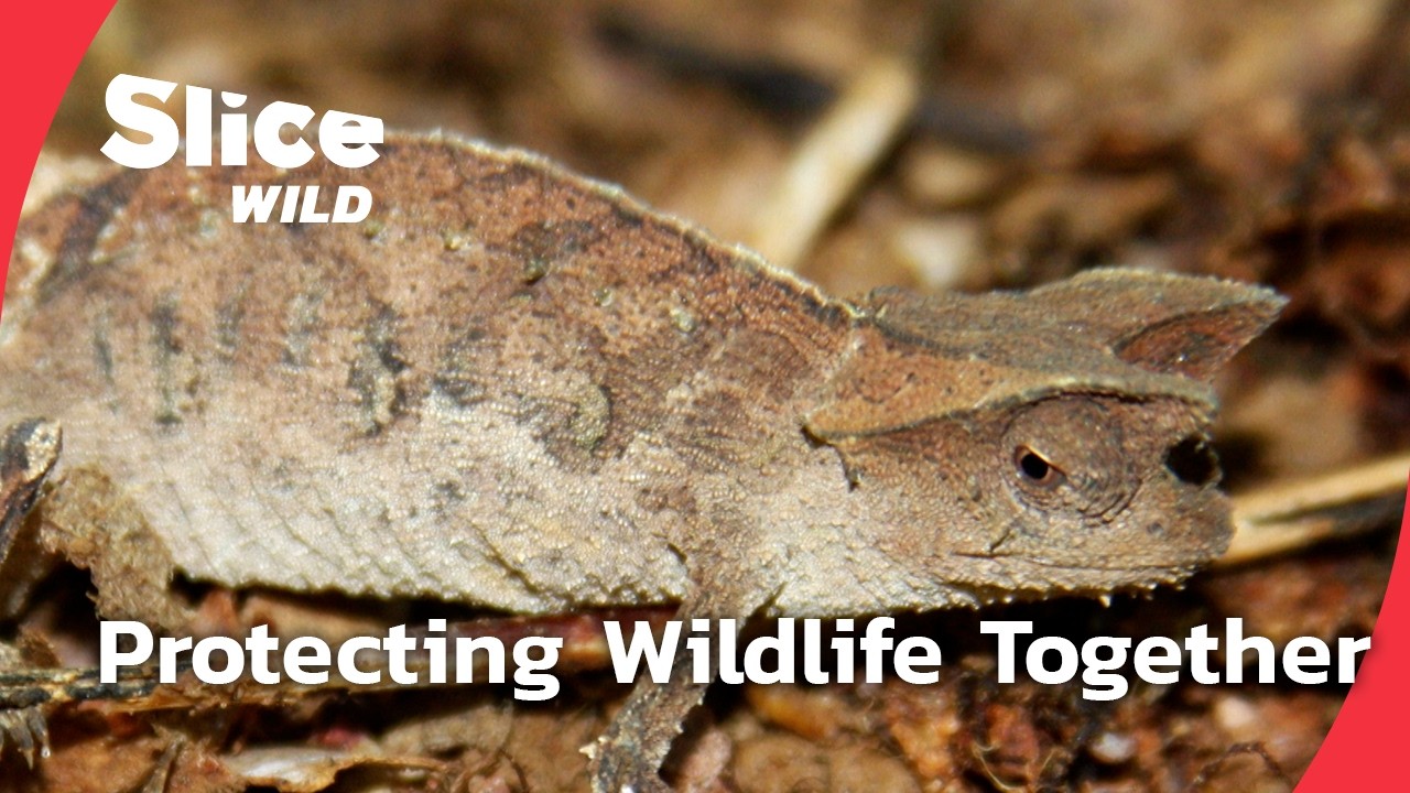 Wildlife Heroes: Saving Endangered Species Across the Globe | SLICE ...