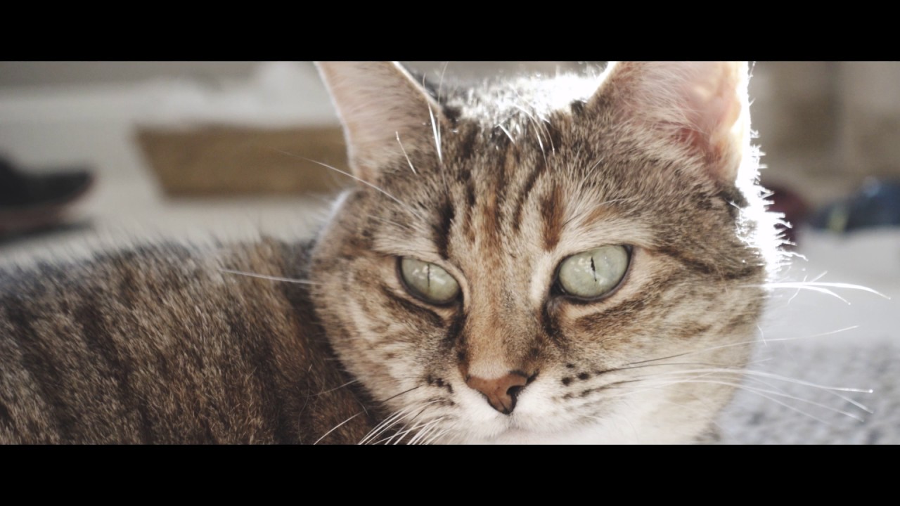 Cinematic Sony RX100 V Test Footage Handheld