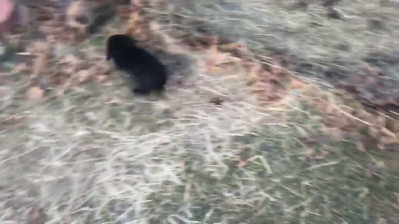 Rabbit Escape Through The Legs!!🤣 - YouTube