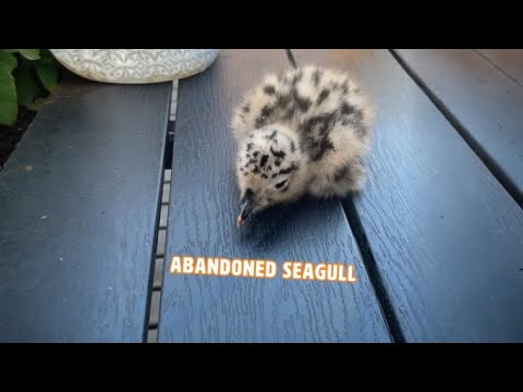 Rescuing An Abandoned Baby Seagull 💕 | PAWSOME PETS - YouTube