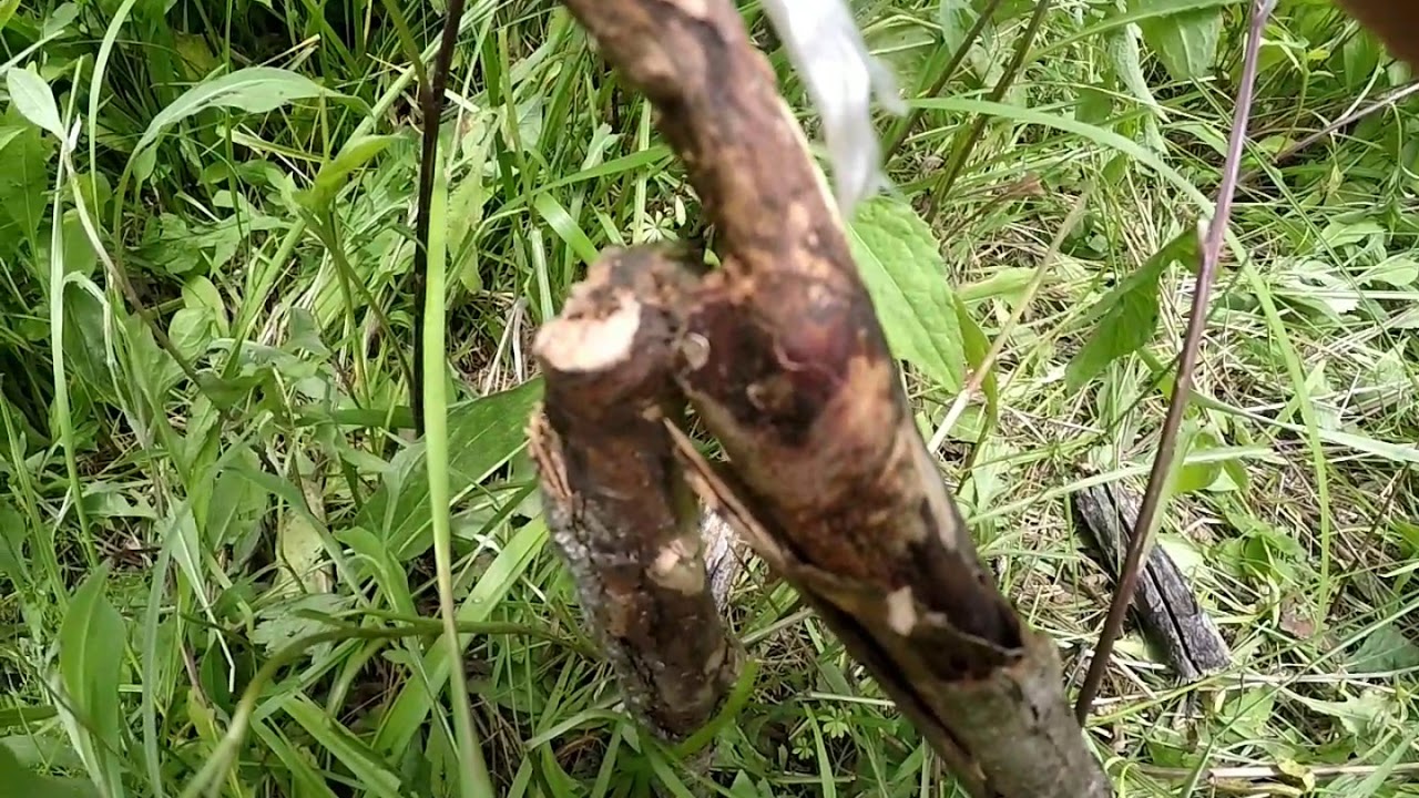 How to Create a SPRING SNARE for SURVIVAL - YouTube