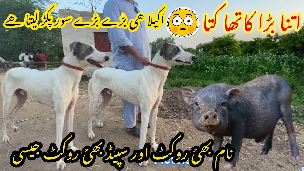 36 inch ka katha Dog 😳😳 Rana Adal Bhai Ka Kamal Ka Shok ️Rocket naam ...