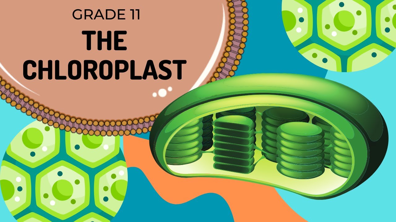The CHLOROPLAST | Cell organelles made easy - YouTube