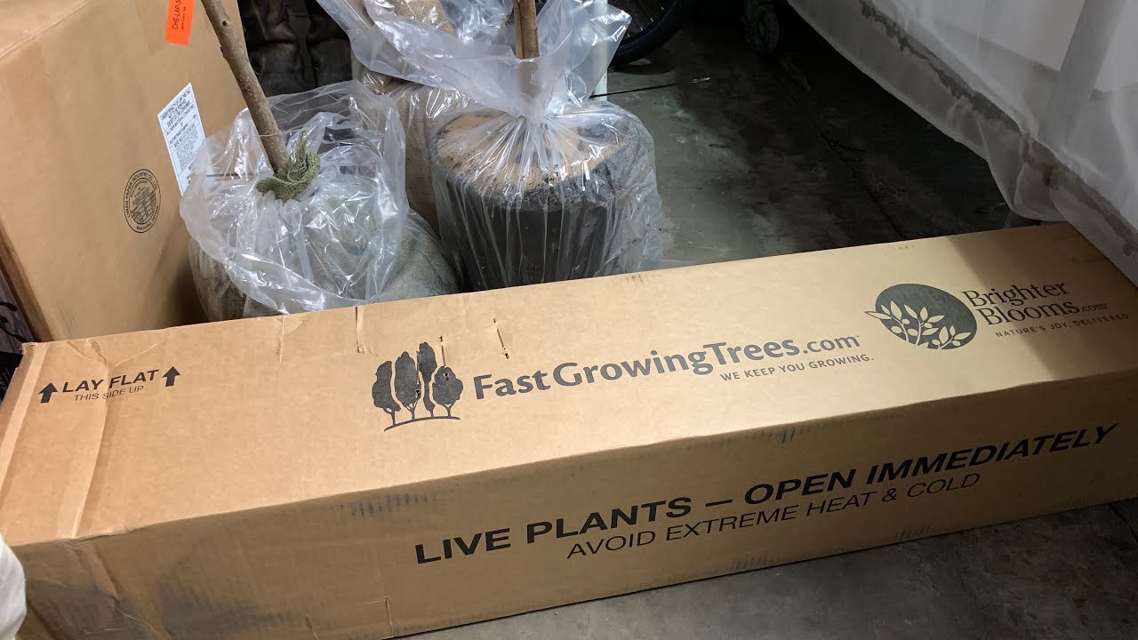 3 Fast Growing Trees Unboxing - YouTube