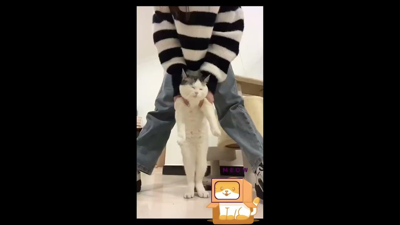 Funny Cat Fails Best Cats😹 Compilation Funny Youtube