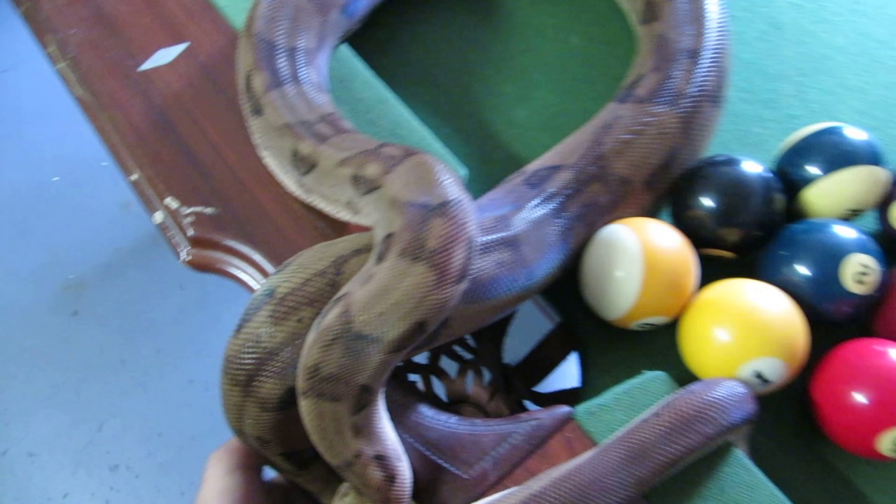 Hypo Aztec Boa Morphs | boa constrictor morphs explained| Sunglow red ...