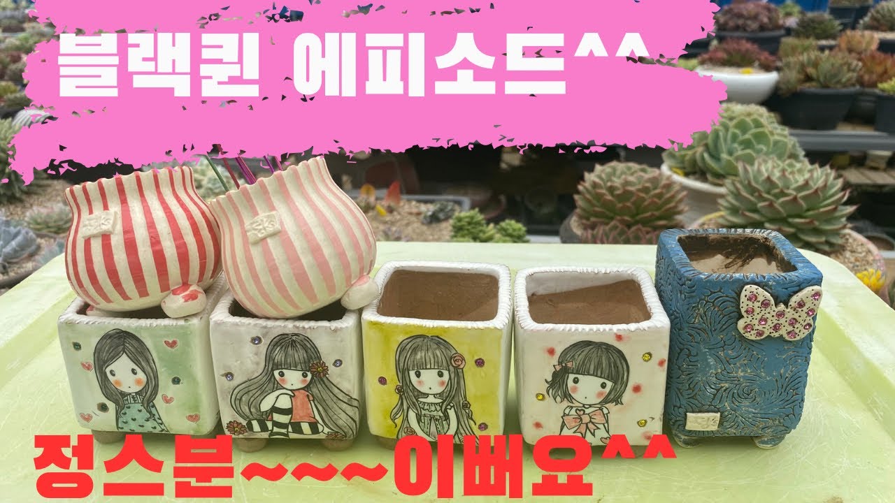 블랙퀸일상에피소드~~정스분이쁘죠블랙퀸다육다육식물다육판매정스분다육식물살충제 Youtube