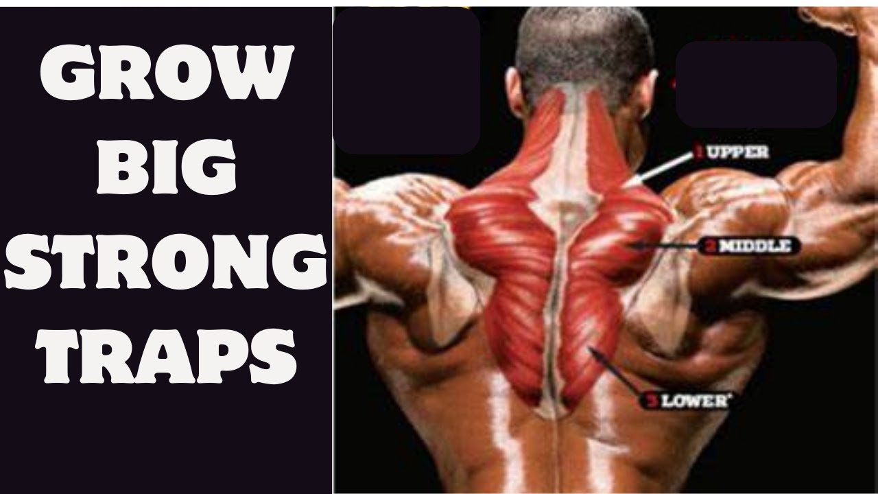 HOW TO GROW BIG STRONG TRAPS / BEST EXERCISES #traps #howtogrow # ...