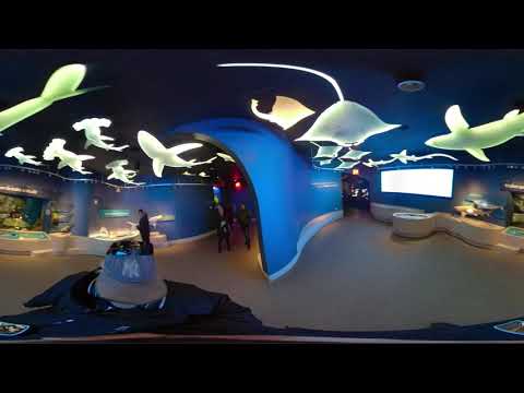 New York Aquarium Shark Exhibit walk through 1/18/20 - YouTube