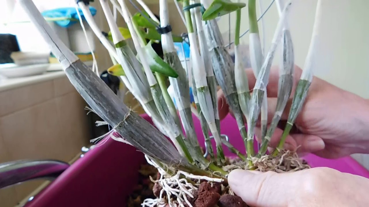 I need your help! Dendrobium crumenatum - could this be due to ...