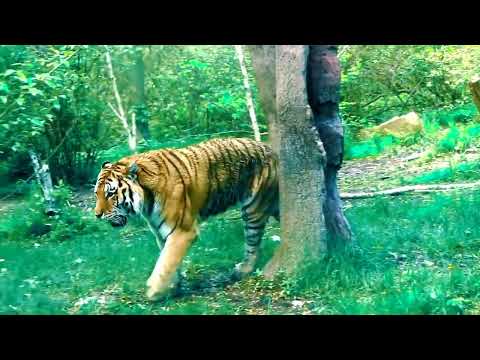 A TIger IsGoing To Hunt Alone InThe Forest#tiger #wildlife #nature # ...