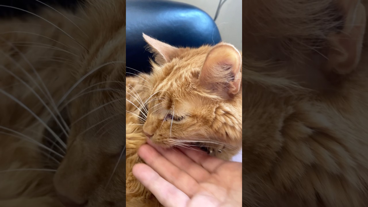 Cute Simba the real 🫅 Cat 🐈 #catsofinstagram #catsofyoutube #kittie # ...