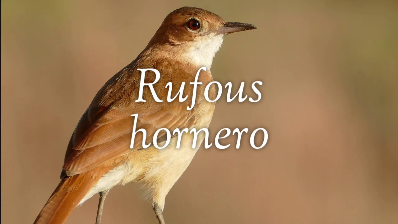Rufous hornero Bird - YouTube