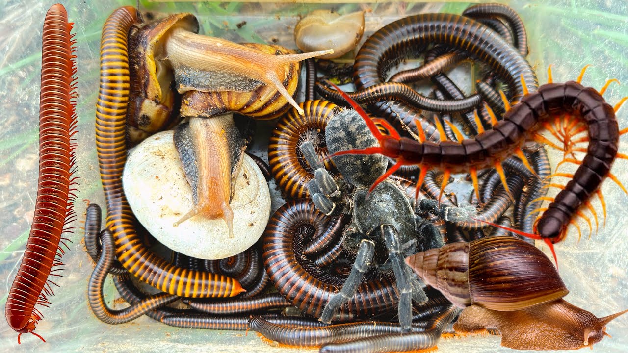 💥🇺🇸wow Catching Centipede, Earwigs, Crabs & Millipedes in the Wild ...