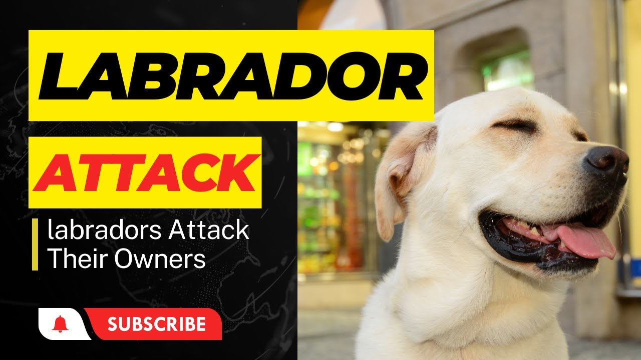 labradors Attack Their Owners | Retriever dog | Labrador Secrets - YouTube