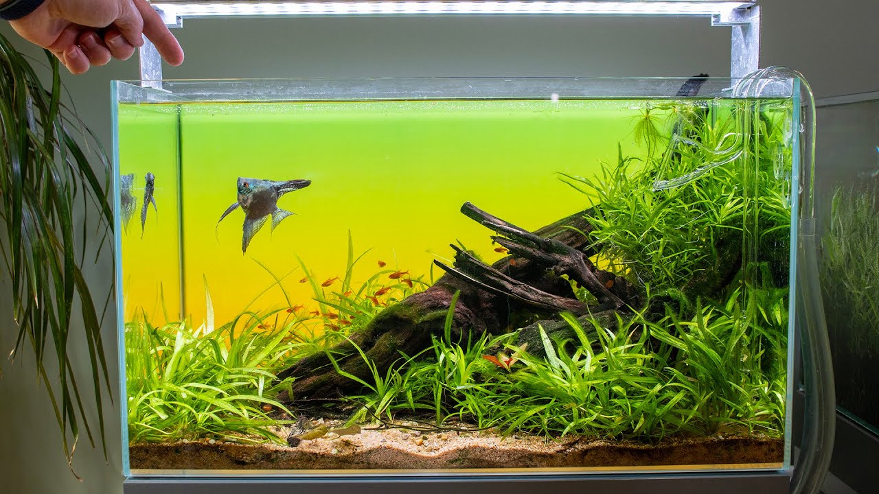 LOW TECH ANGELFISH TANK WITH EASY PLANTS - YouTube