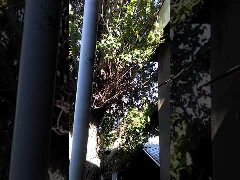 Ben şokdayim Azerbaycanda ağacın buyuk bir budağı evin uzerine aşmış lutfen izleyin yorum yazin ve👍