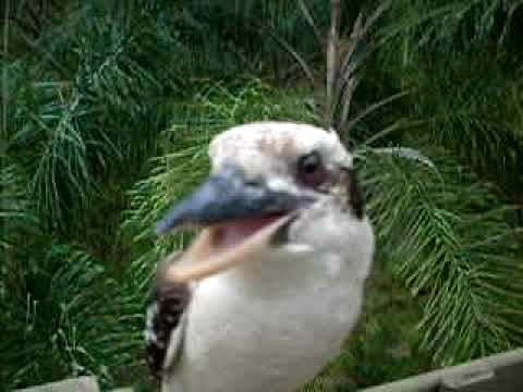 kookaburra attack - YouTube