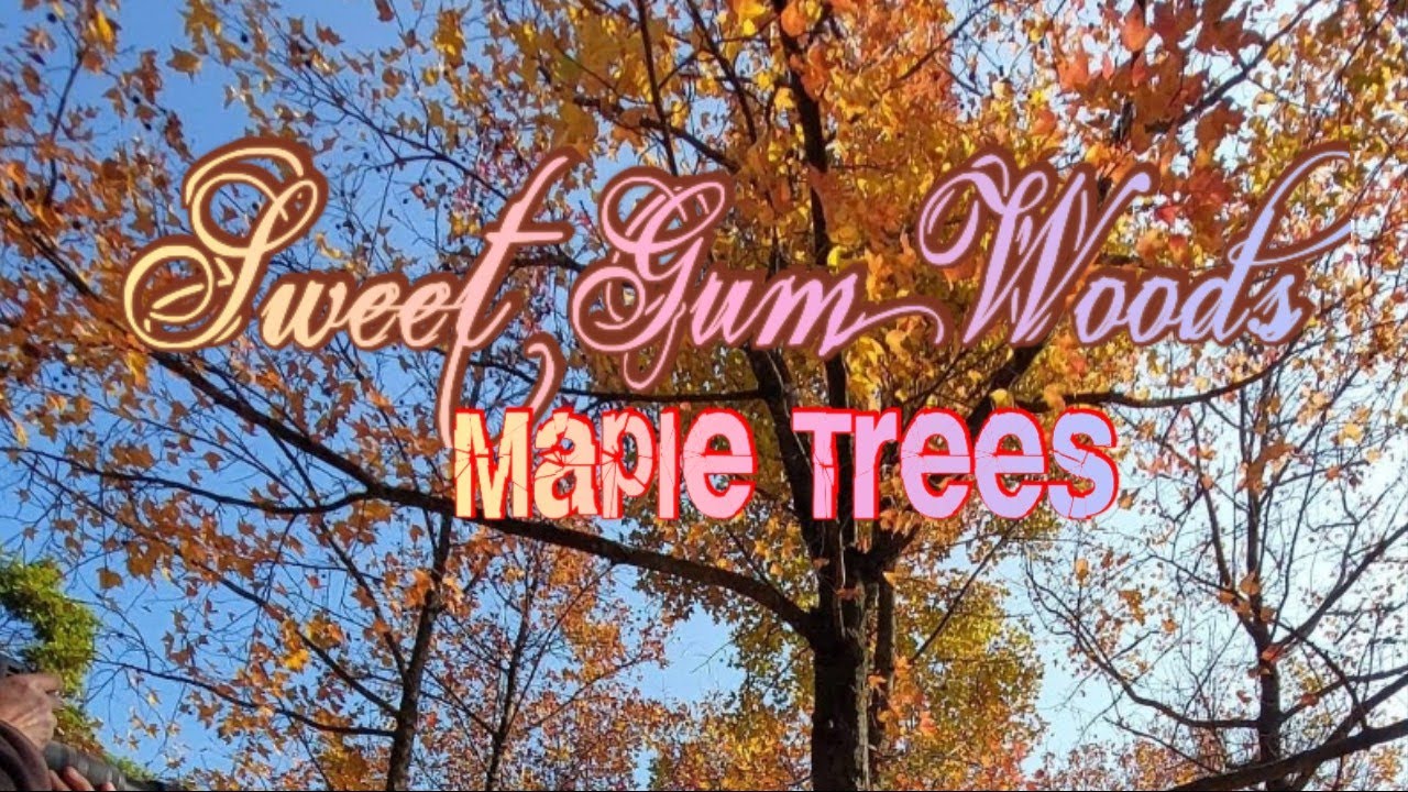 SWEETGUM WOODS(Maple Trees)Tai Tong/Tai Lam Country Parks.(Part 2)🍁🍁🍁 ...