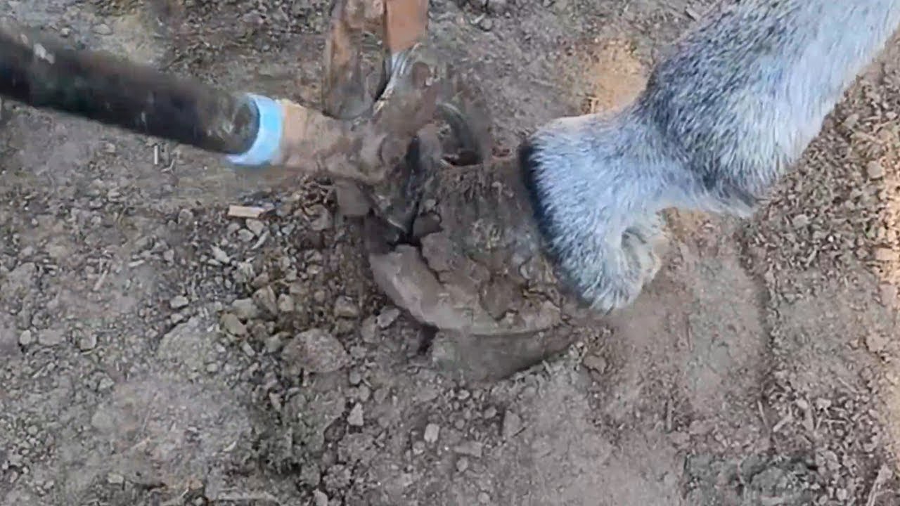 Few Believe It! This is the Split Donkey Hooves,Help The Donkey - YouTube