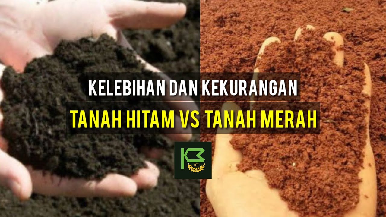 Kelebihan dan Kekurangan Tanah Hitam vs Tanah Merah untuk Media Tanam ...