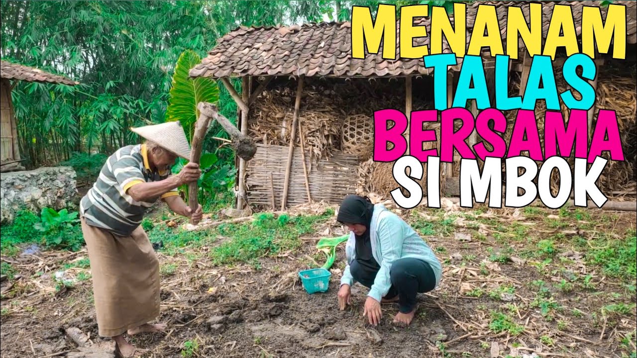 Menanam Talas, hidup di desa, kehidupan di desa. - YouTube
