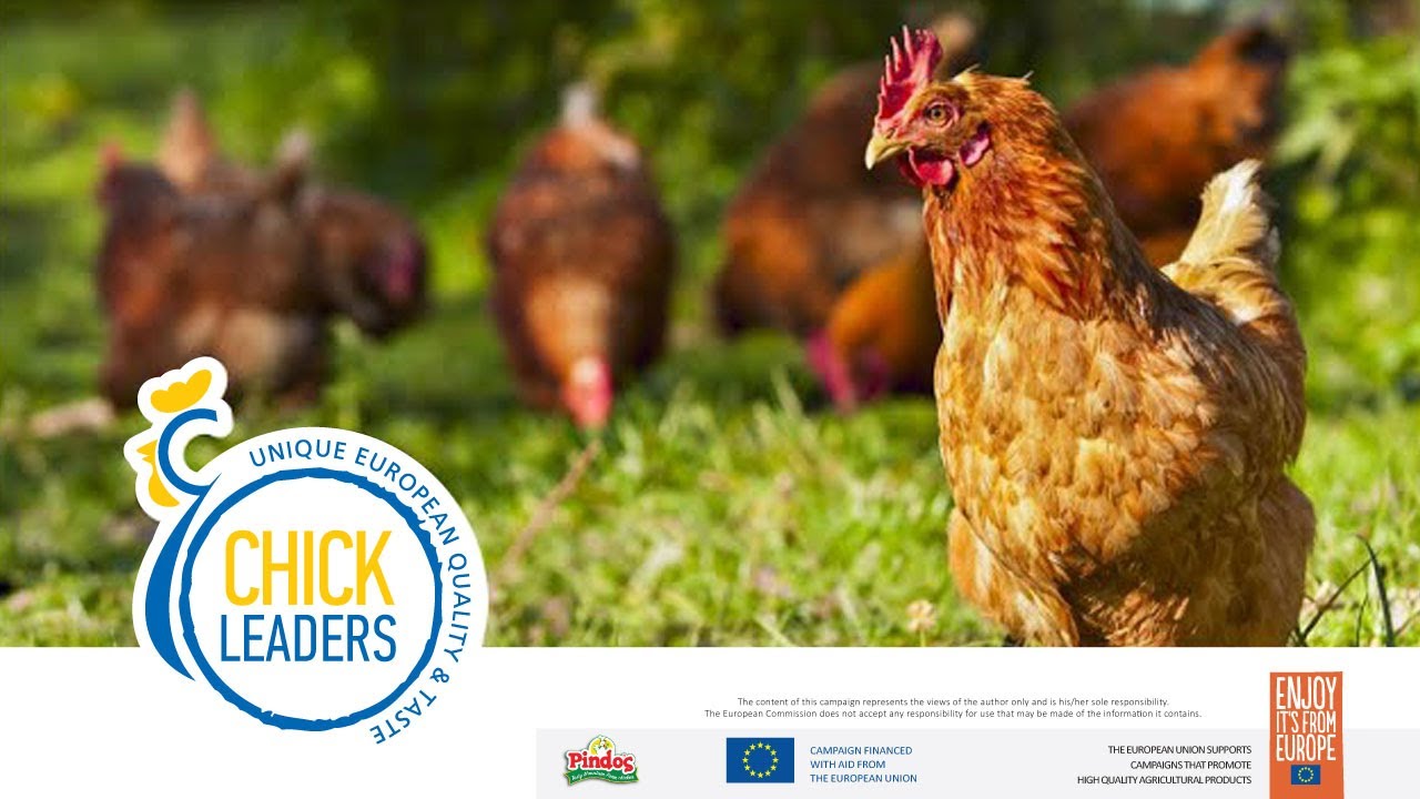 European Free Range Chicken - YouTube