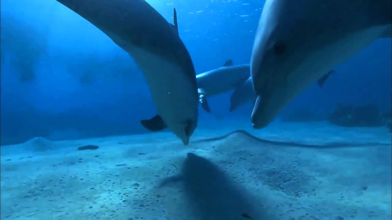 Absolute - Dolphins Cry - YouTube