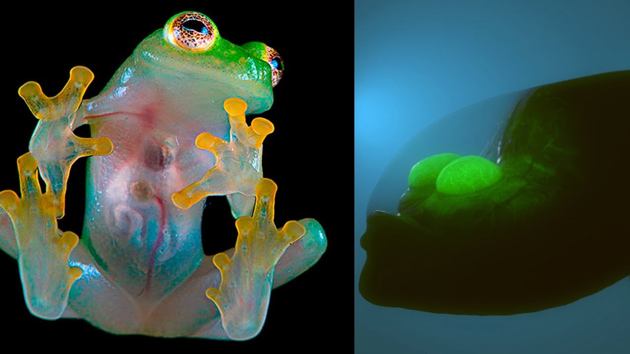 7 Animales Transparentes Que No Creerás Que existen - YouTube