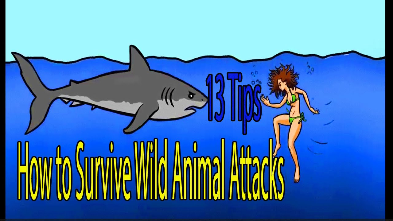 13 Tips on How to Survive Wild Animal Attacks(OK WORLD) - YouTube