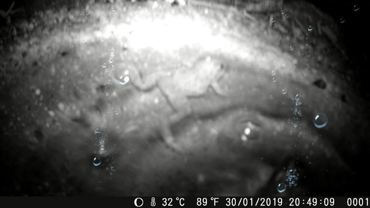 Frog and Drip 🐸💧 - YouTube