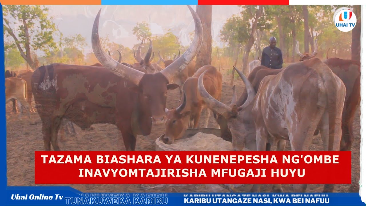 TAZAMA BIASHARA YA KUNENEPESHA NG'OMBE INAVYO MTAJIRISHA MFUGAJI HUYU ...