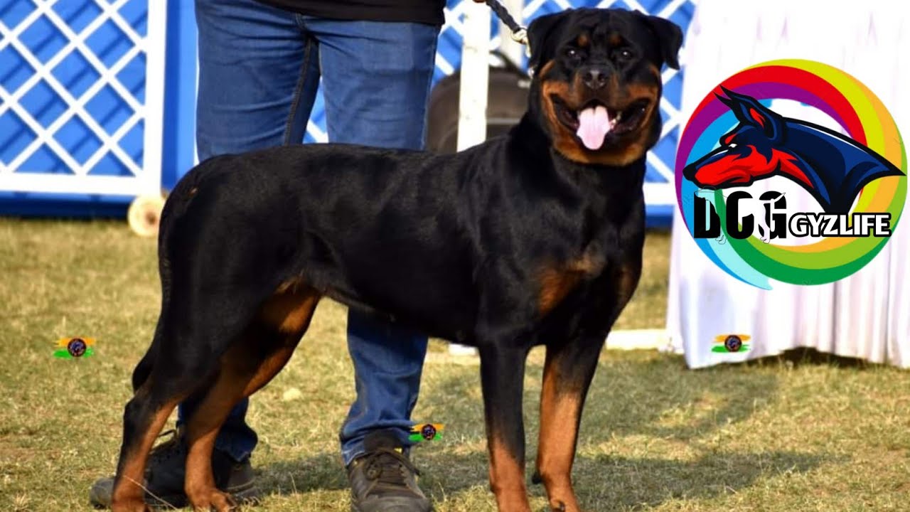 Champion Class Rottweiler In Calcutta Dog Show | Calcutta Kennel Club Show | Know About ...