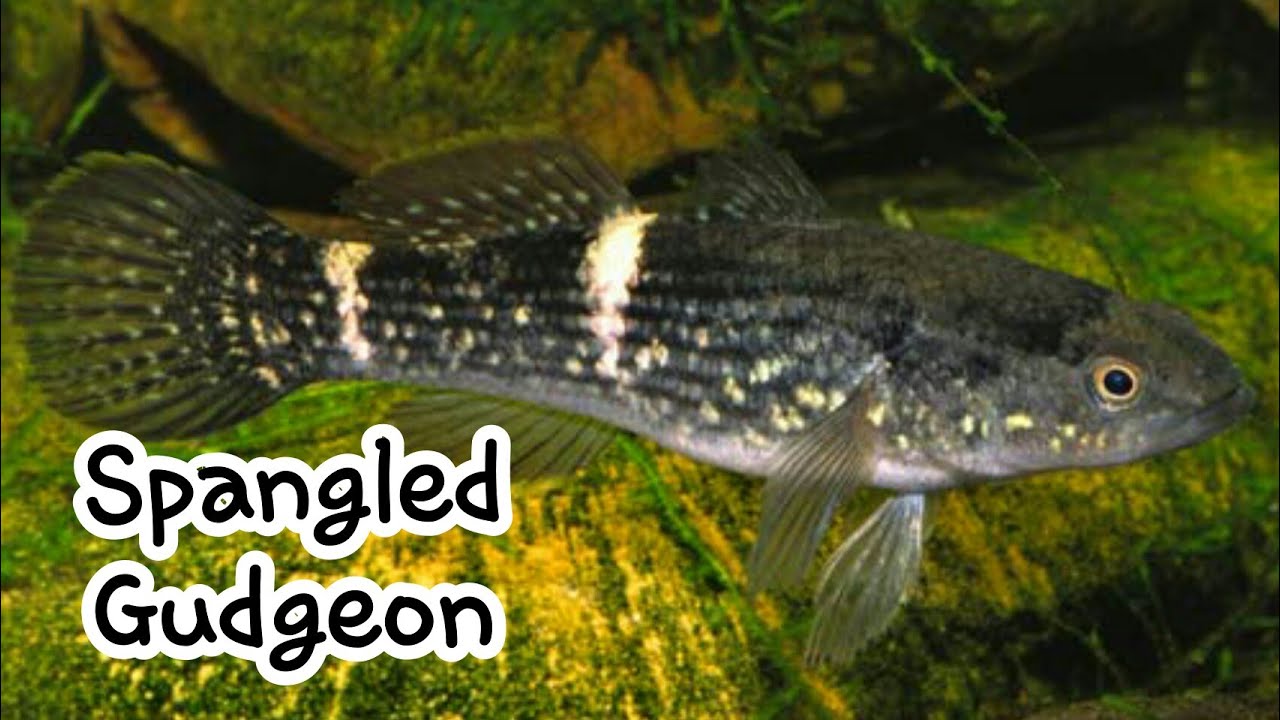 Spangled Gudgeon | "Ophiocara Porocephala" *Fish that I will add to the ...