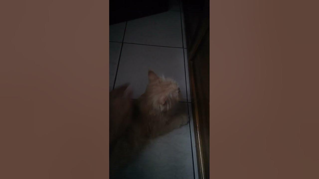 Nyai Ratu Selly Yang Ngantuk Ingin Di Sayang Shorts Youtube