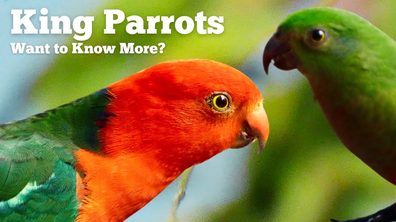 Meet the King Parrots Who Demand Lunch! Australia's Most Beautiful ...