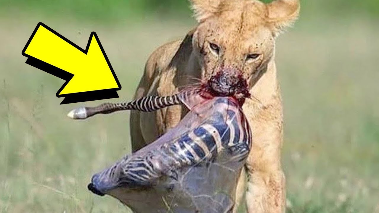 Bizarre Instances of Animal Hunting Cruelty - YouTube