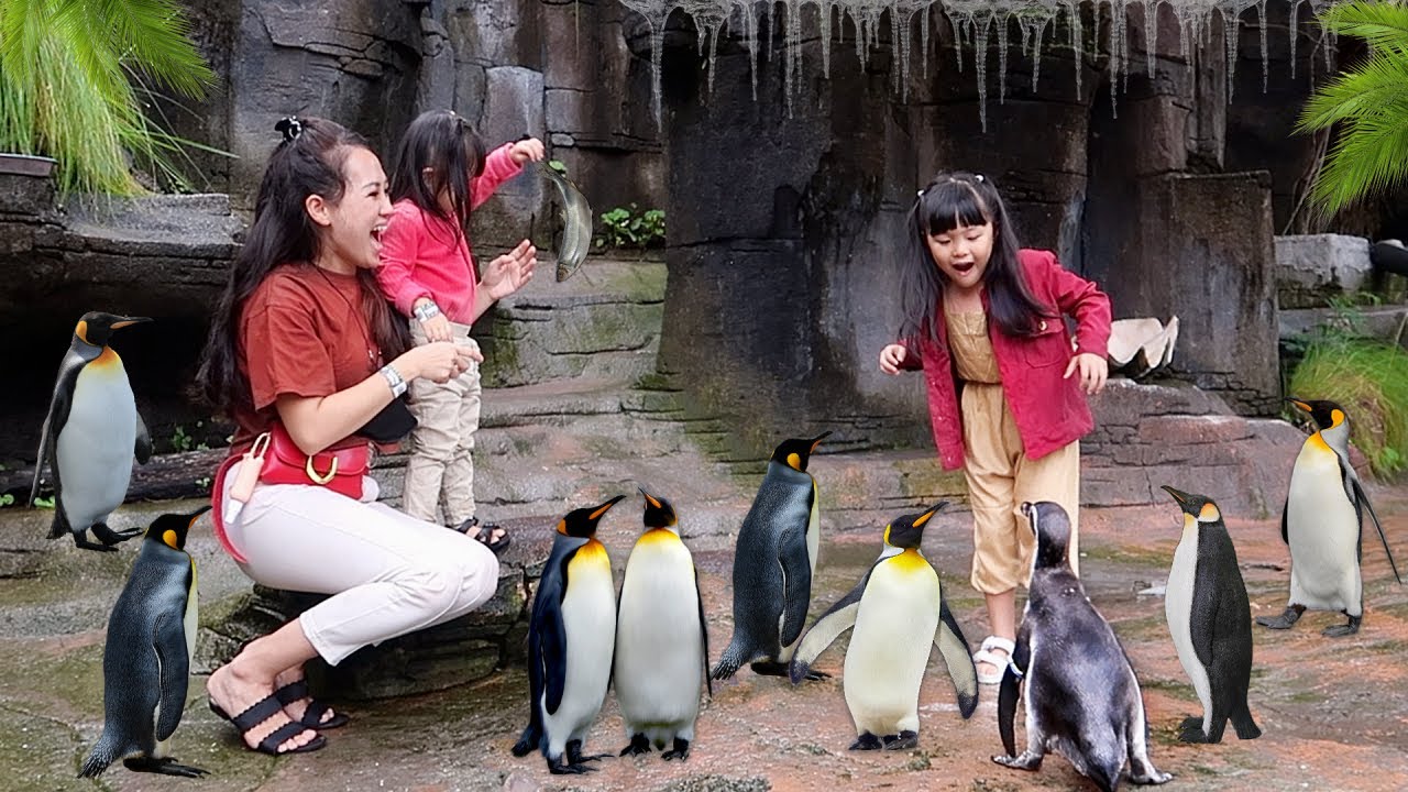 Yuk Ikut Harper Kasih Makan Penguin Lucu - Mengenal Binatang untuk Anak ...