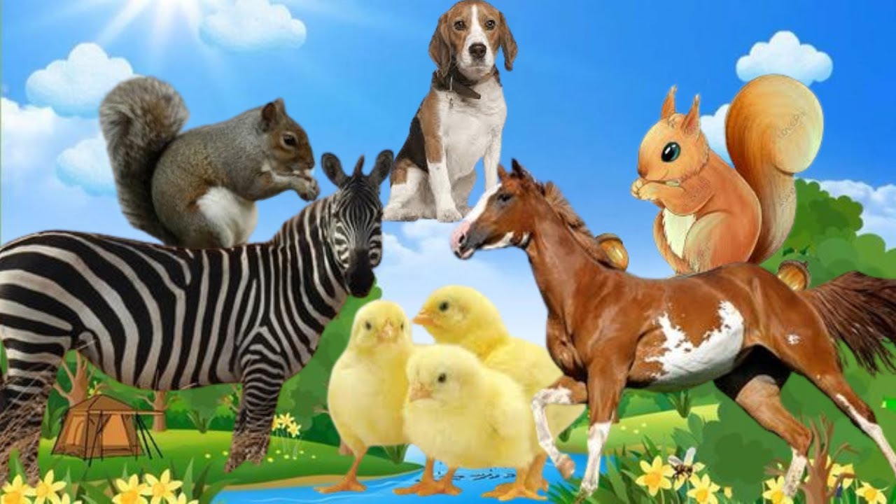 10 Interesting Farm Animals You Didn't Know About - YouTube