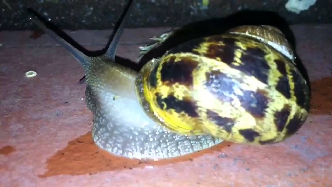 The Worlds Smallest Snail - YouTube