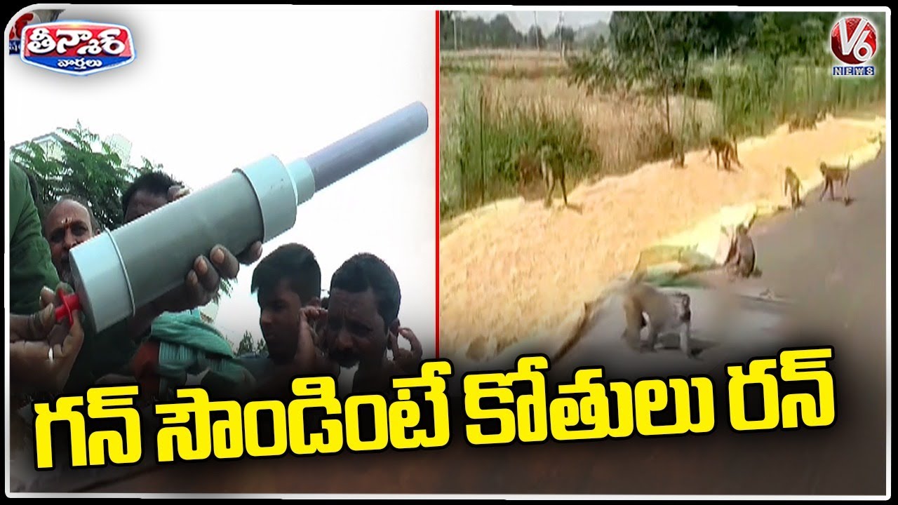 Farmers Are Willing To Buy Monkey Guns To Protect Their Crops From ...