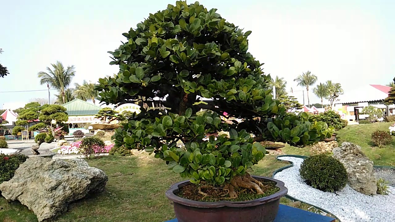 Pingtung Agricultural Expo many BUNSAY - YouTube