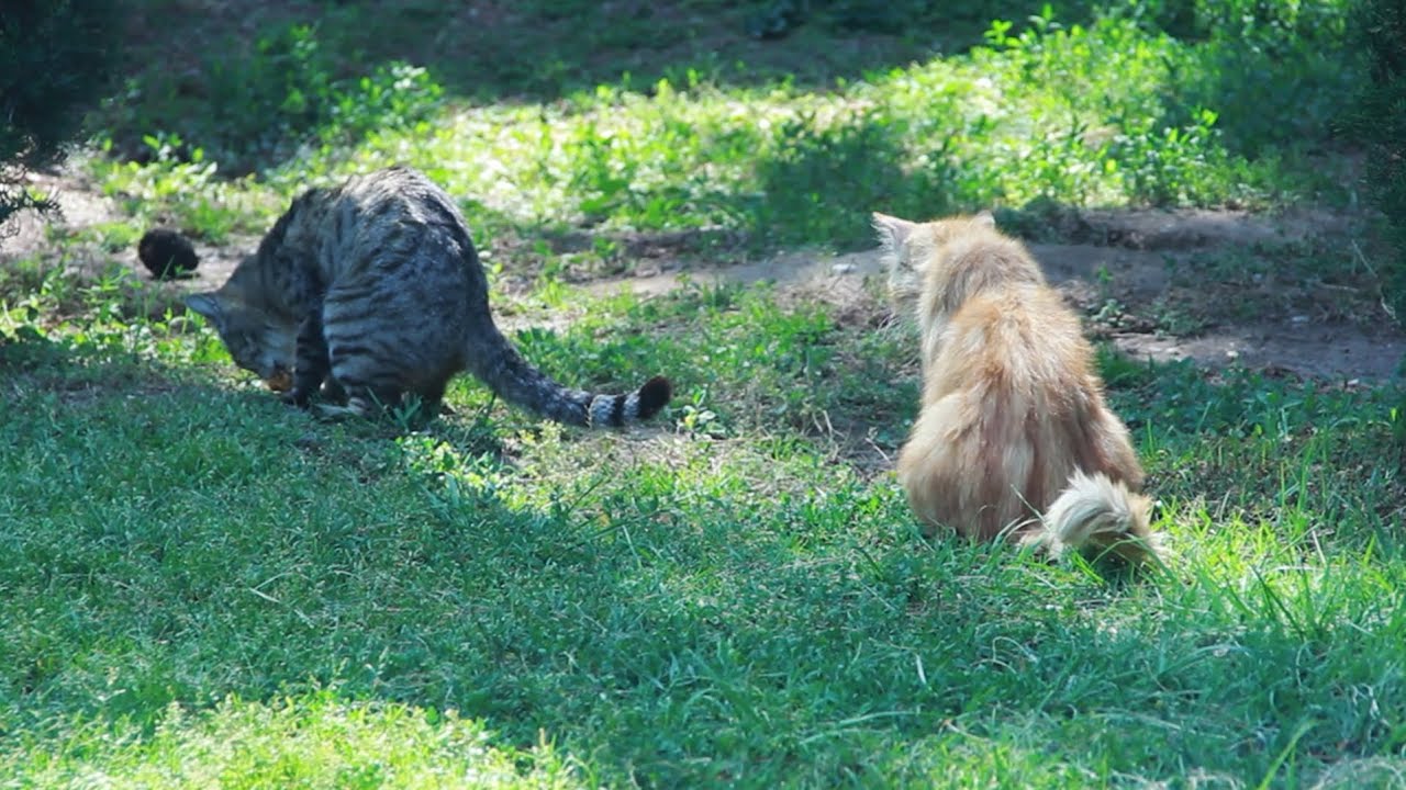 Food chain in cats world: cats and crows eat a piece of meat one after ...