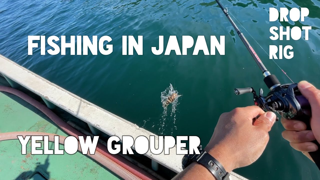 Fishing in Japan - Drop Shot Rig, Keitech Swing Impact, Yellow Grouper ...