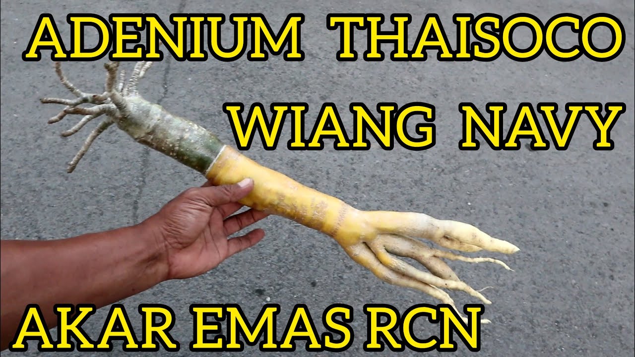 ADENIUM THAISOCO 'WIANG NAVY' AKAR EMAS RCN - YouTube
