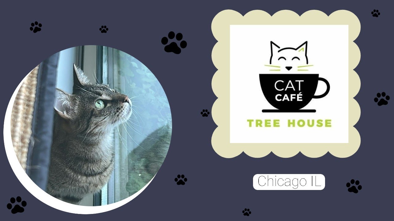 Tree House Cat Cafe Aug 2024 - YouTube