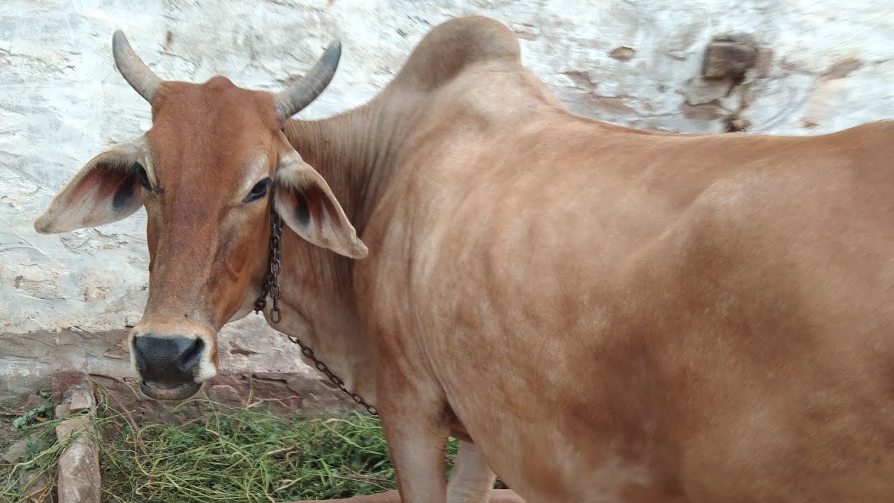 🐄🐄 today live milking cow live streaming cow milk #cow #cowvideos # ...